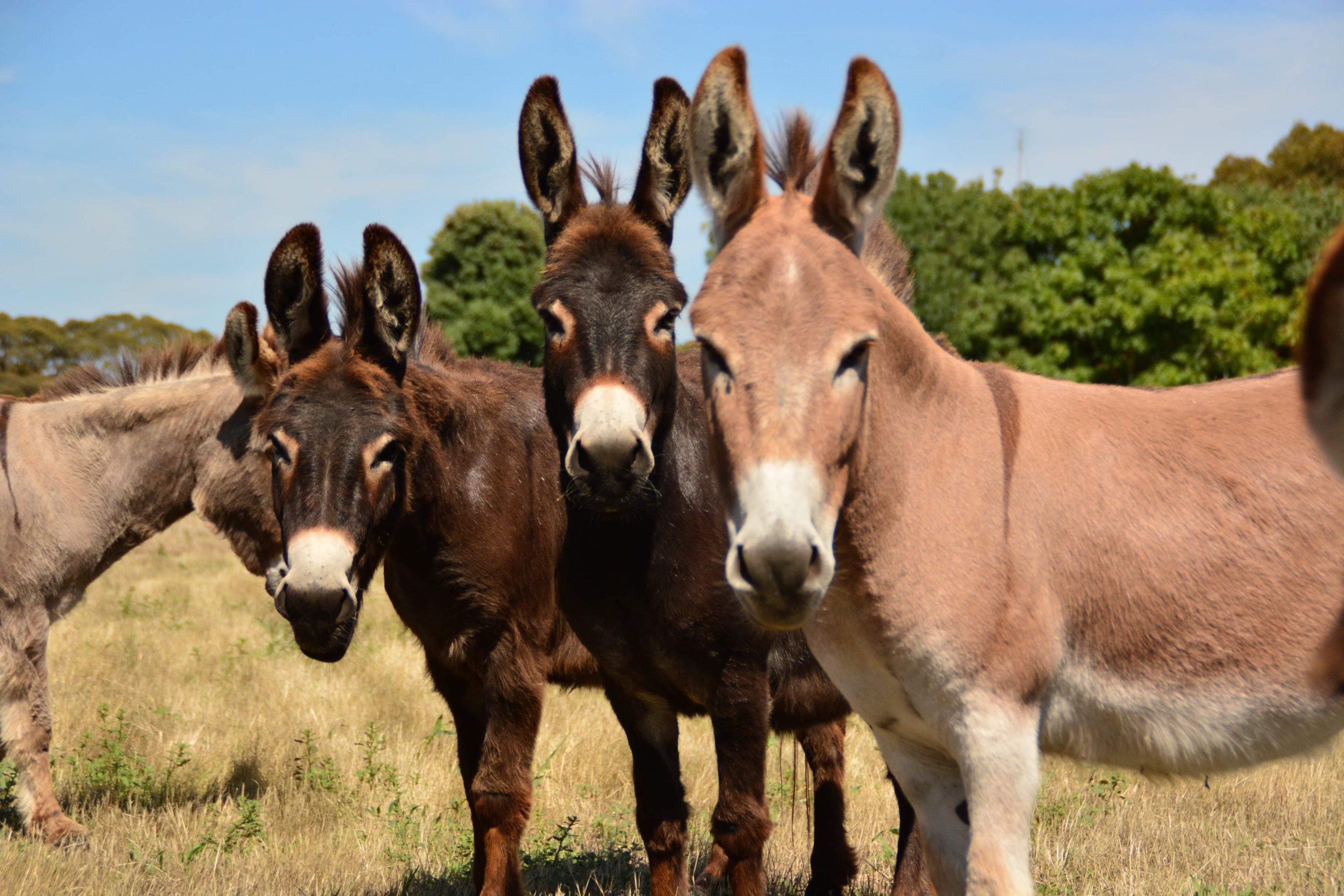 Meet our Mini Donkeys - Rosehaven Farms